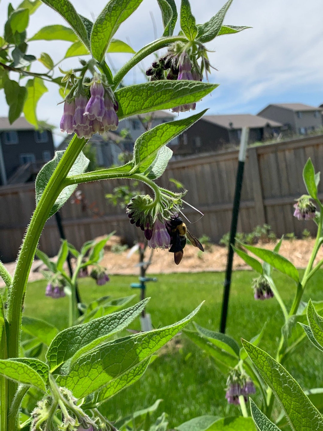 Russian Comfrey Bocking 14, Non-invasive, Cuttings/crown/root - Etsy