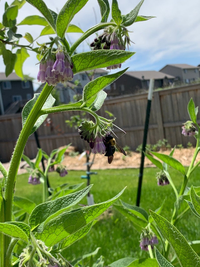 Russian Comfrey Bocking 14, Non-invasive, Cuttings/crown/root - Etsy