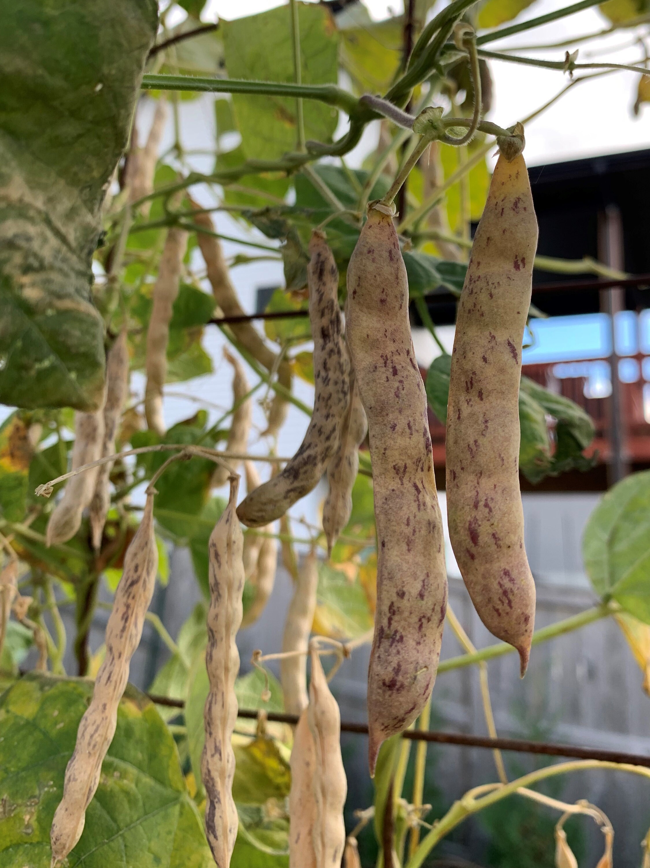 Nonna Agnes/ San Bernardo Blue Pole Bean - Etsy