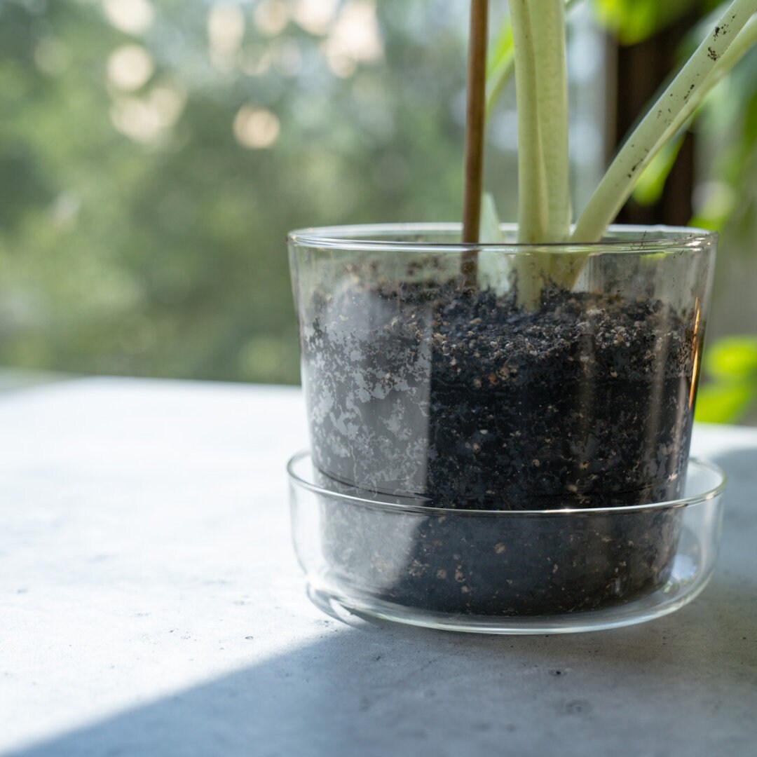 Sheer Glass Pot Planter With Drainage Holes And Tray 6 Etsy