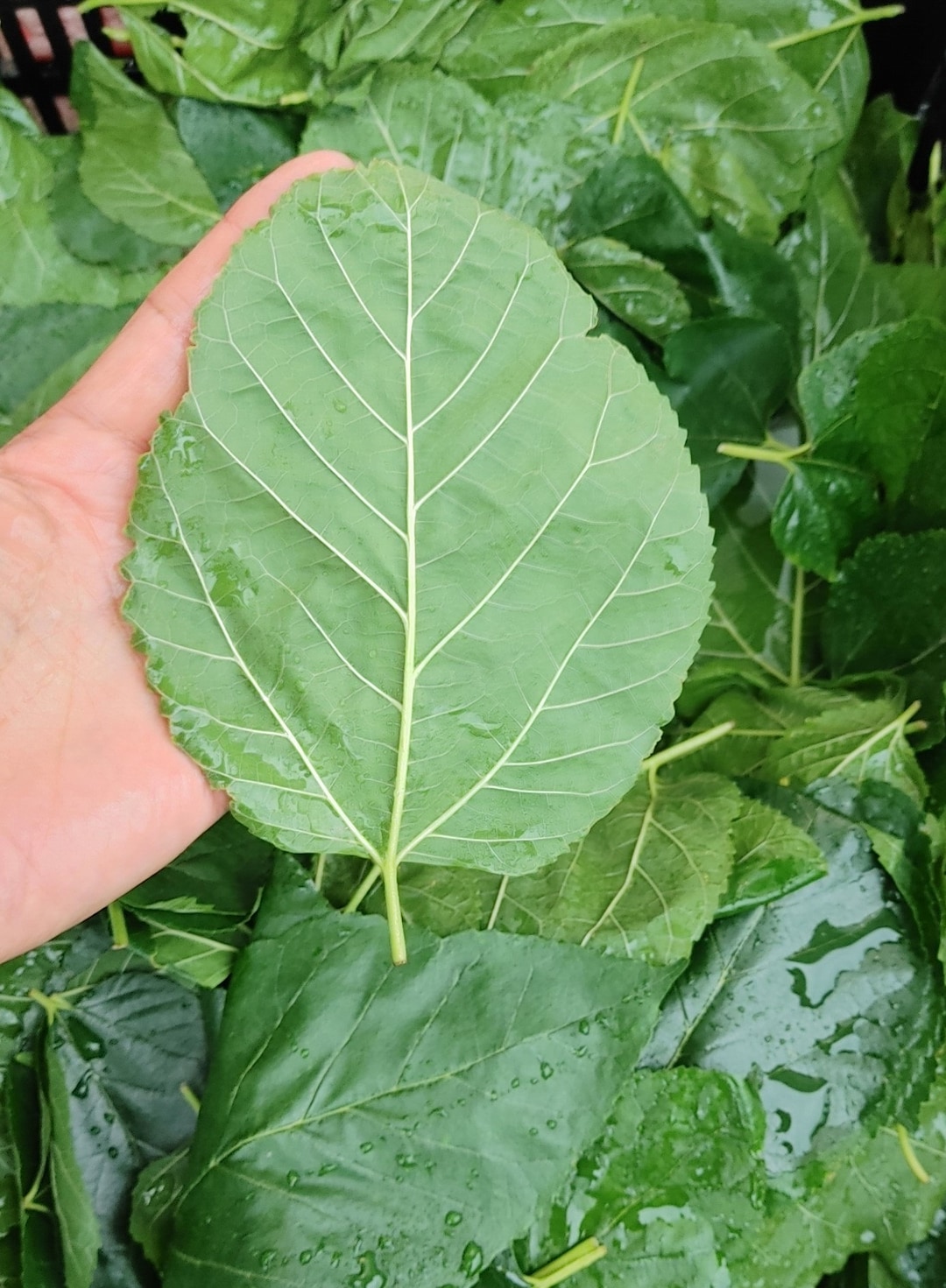 Freeze Dried Mulberry Leaves With Tea Filter Bag - Etsy