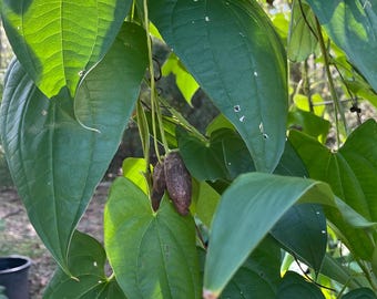 5 Dioscorea Japonica Bulbils, Japanese Yam (aerial Tubers) - Etsy