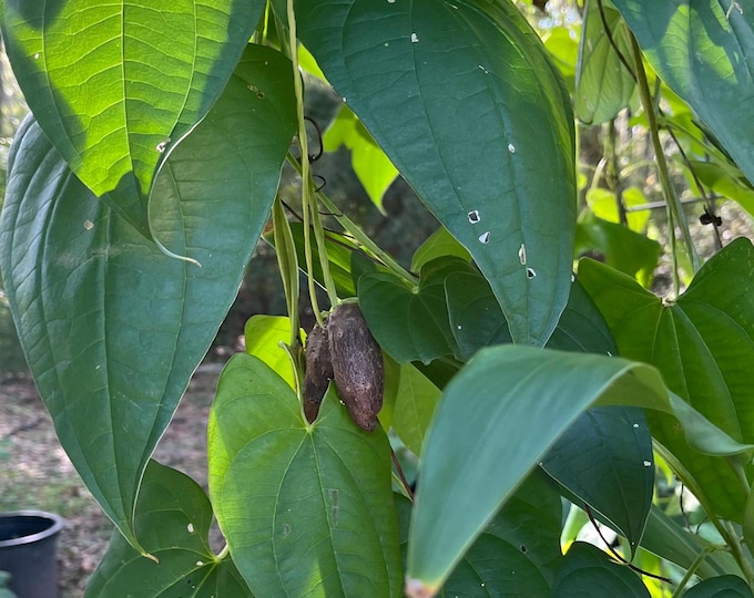 5 Dioscorea Japonica Bulbils, Japanese Yam (aerial Tubers) - Etsy