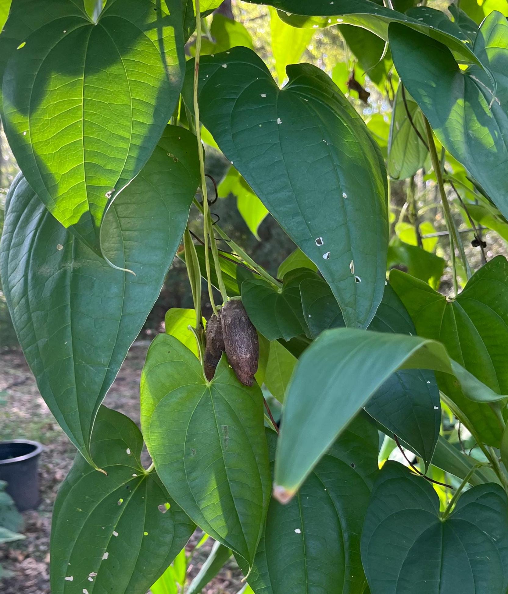 Aerial Tubers Dioscorea Alata - Etsy