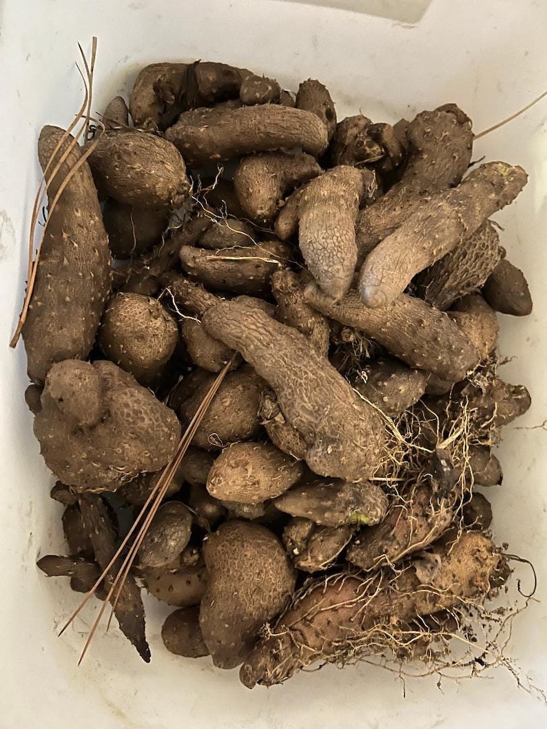 Aerial Tubers Dioscorea Alata - Etsy