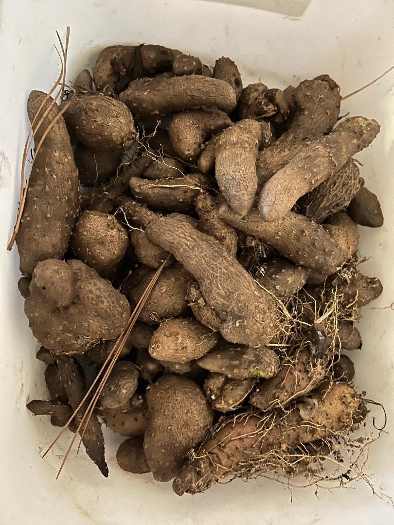Aerial Tubers Dioscorea Alata - Etsy