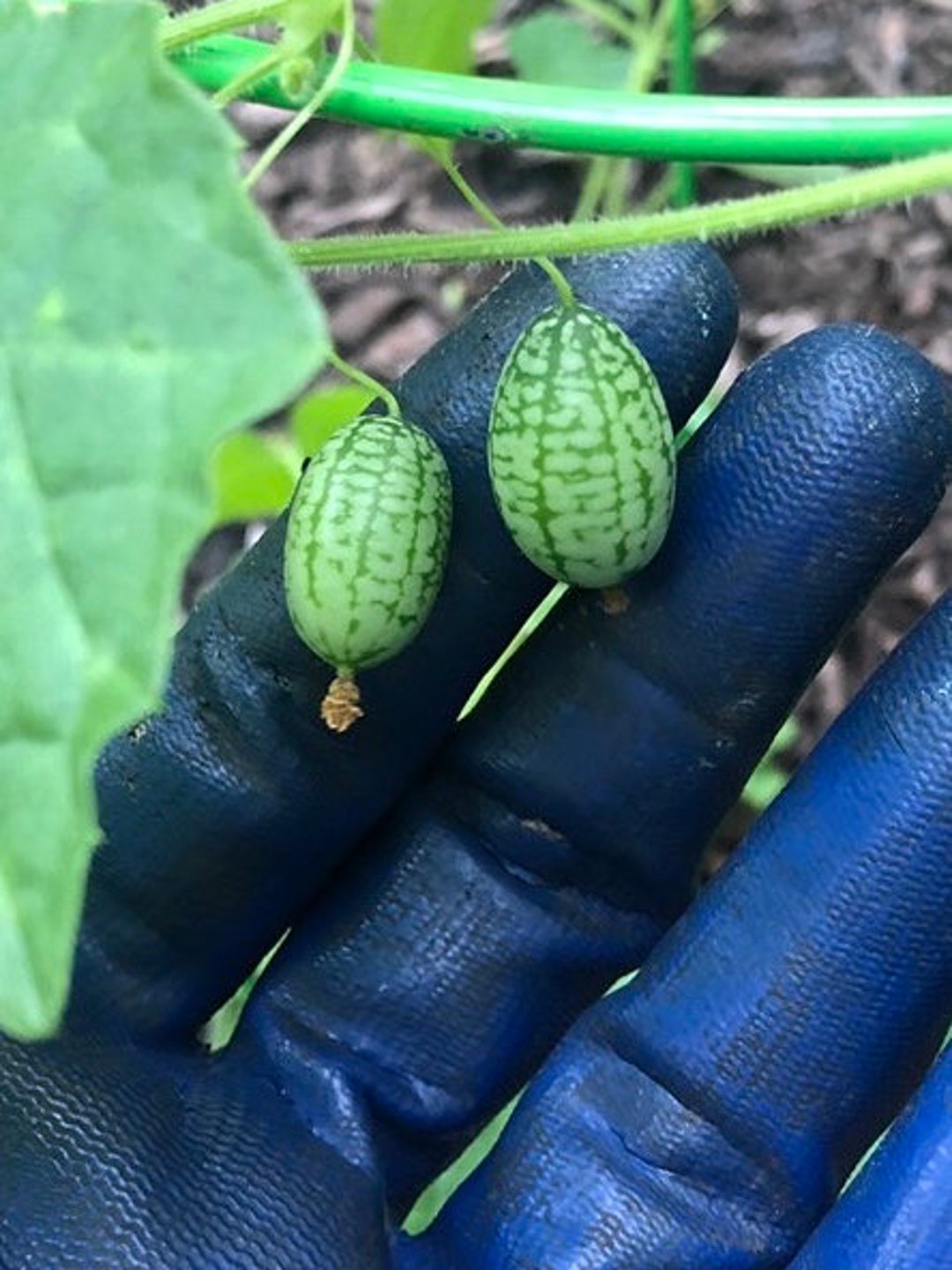 NY GROWN Cucamelon Mini Cucumber Seeds - Etsy
