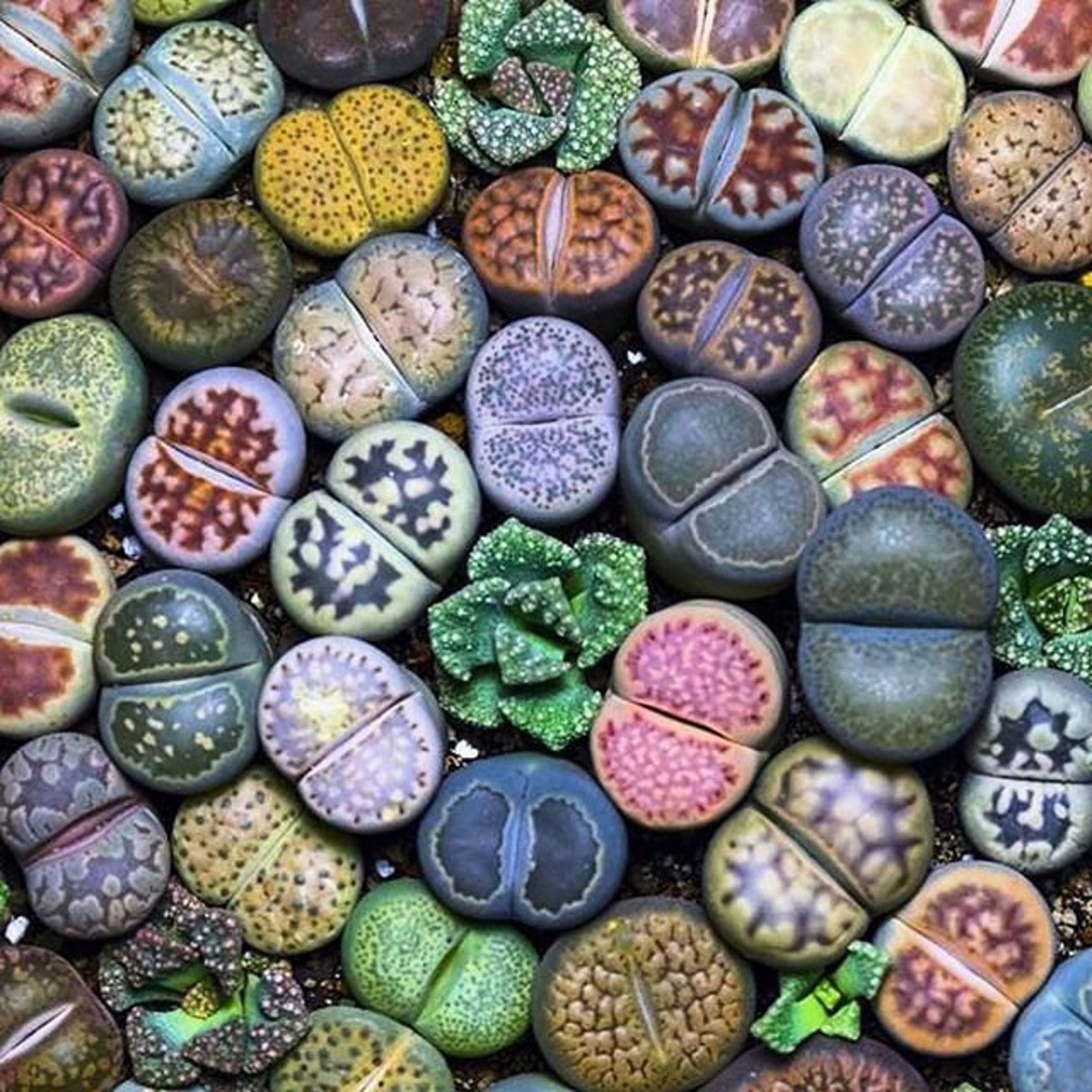 Colorful Lithops Seeds - Etsy