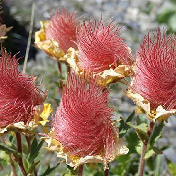 Prairie Smoke Flower - Etsy