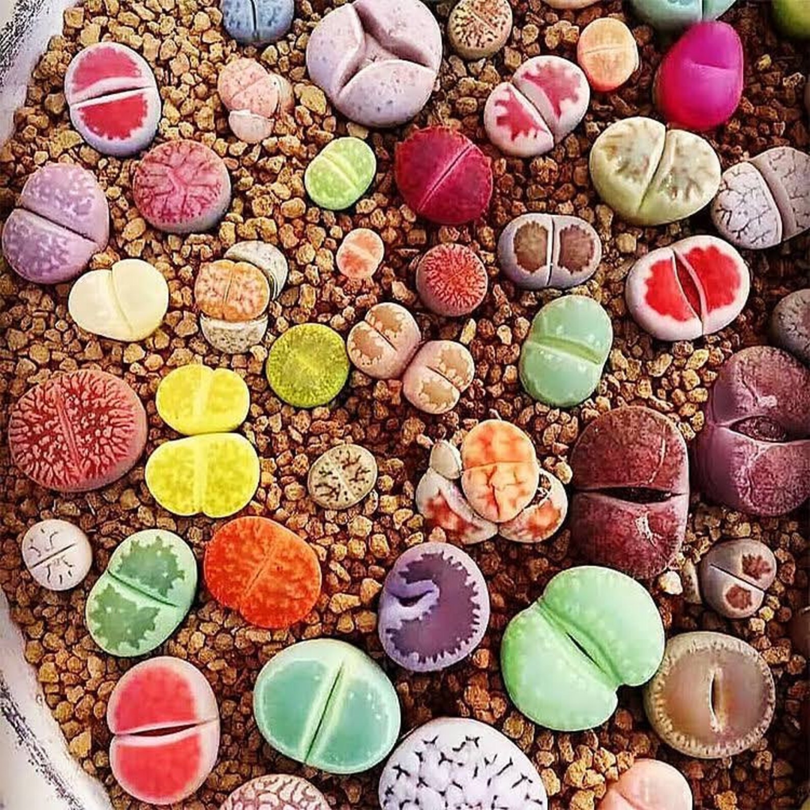 Colorful Lithops Seeds - Etsy