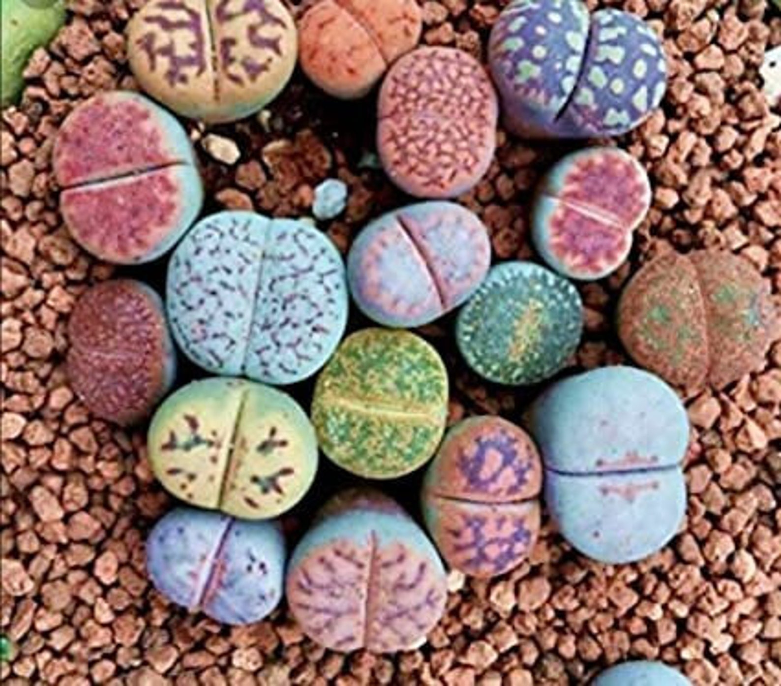 Colorful Lithops Seeds - Etsy