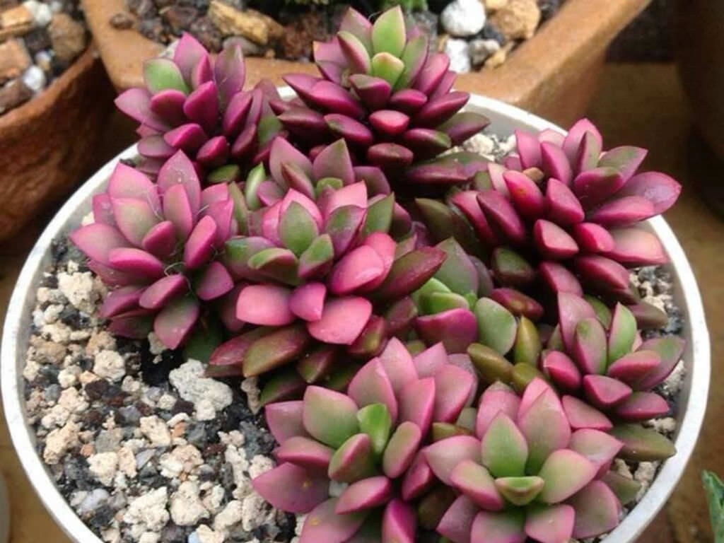 Sunrise Anacampseros Telephiastrum ‘variegata’ Seeds *RARE - Etsy
