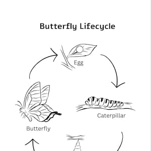 Butterfly Lifecycle Worksheet, Printable Coloring Sheet, Digital ...