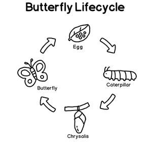 Butterfly Theme, Toddler Preschool Curriculum, Printable, Homeschool ...