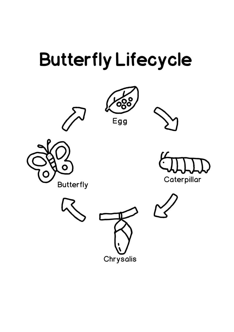 Butterfly Theme, Toddler Preschool Curriculum, Printable, Homeschool ...