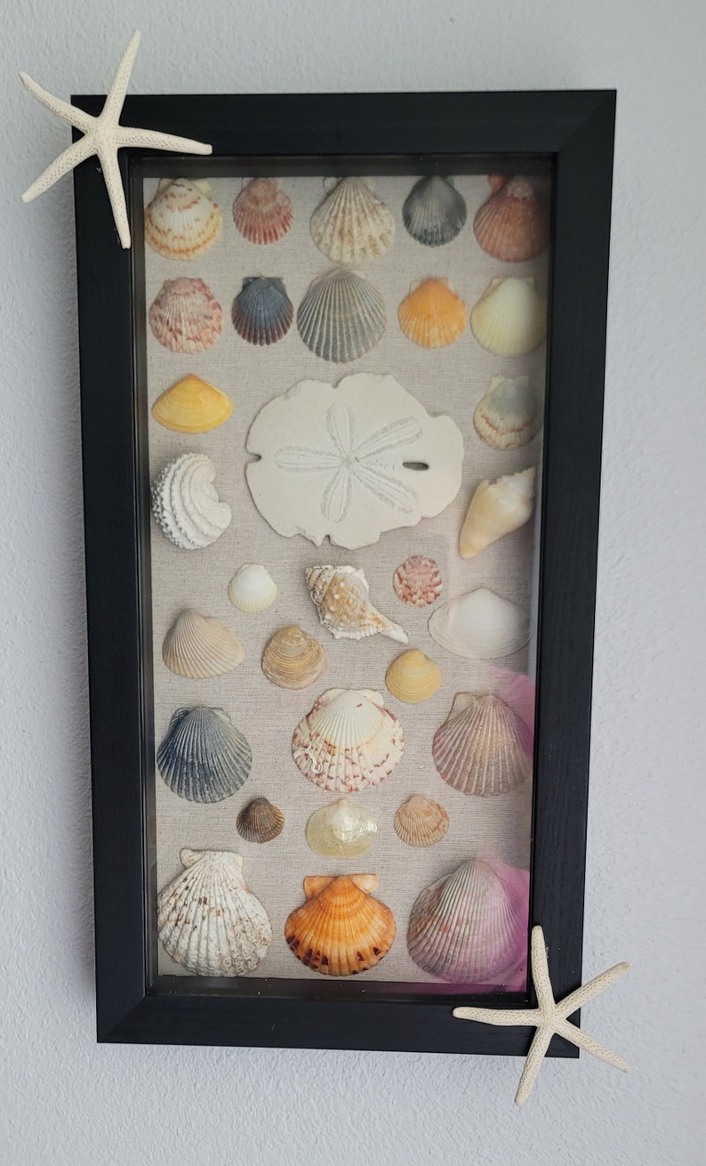 Sea Shell Shadow Box - Etsy