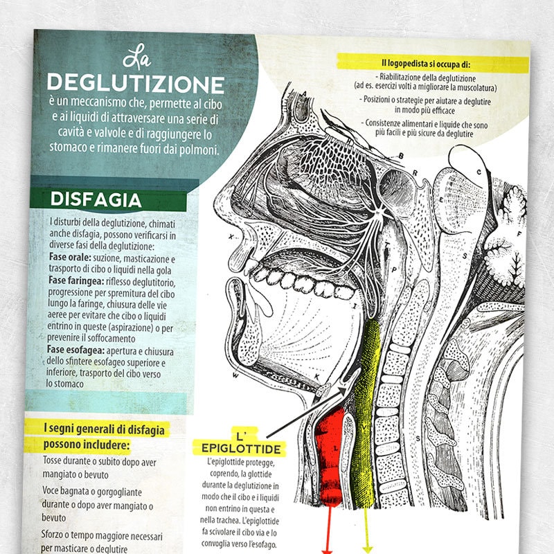 La Deglutizione Disfagia in Italiano - Etsy