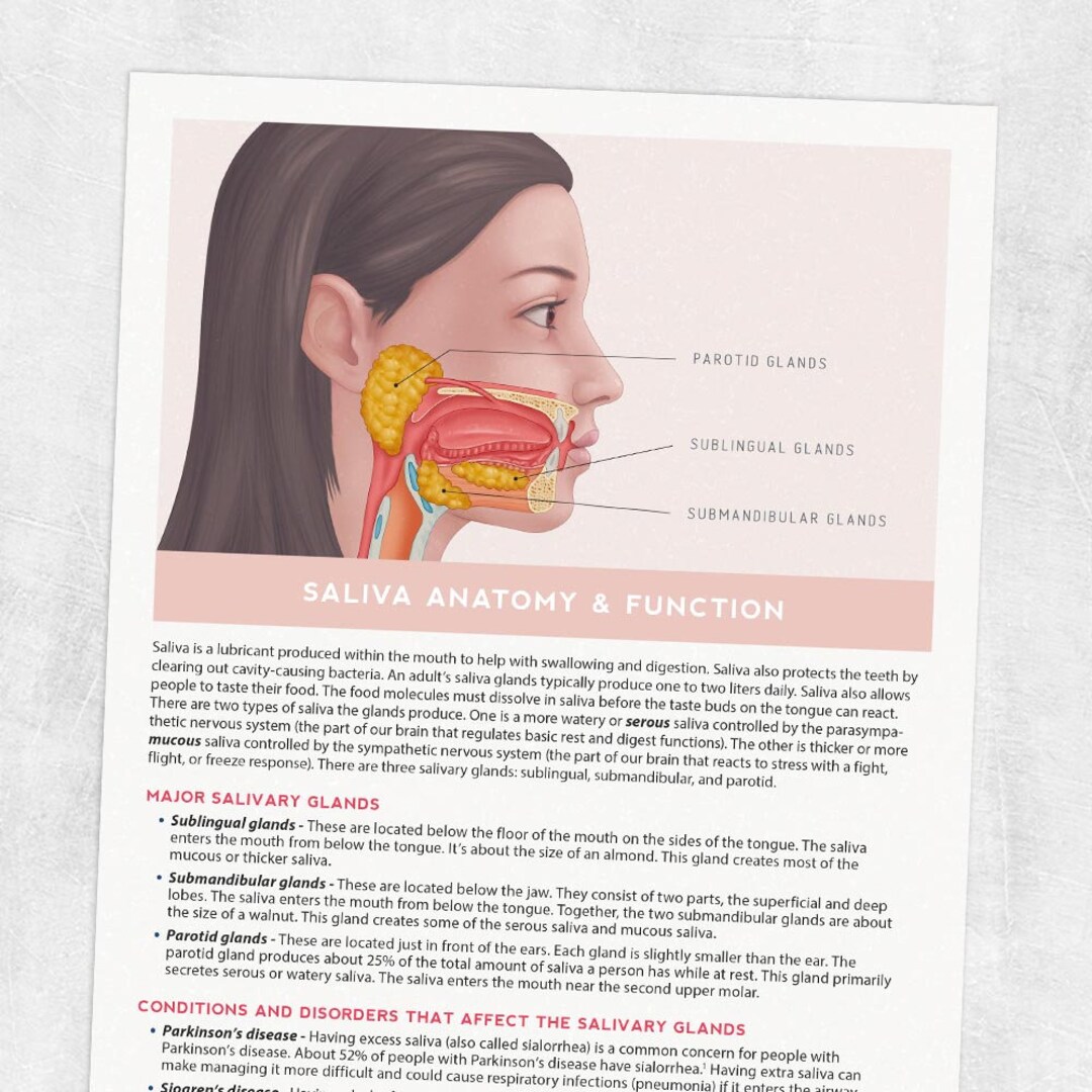 Printable Resource Saliva Anatomy and Function - Etsy UK