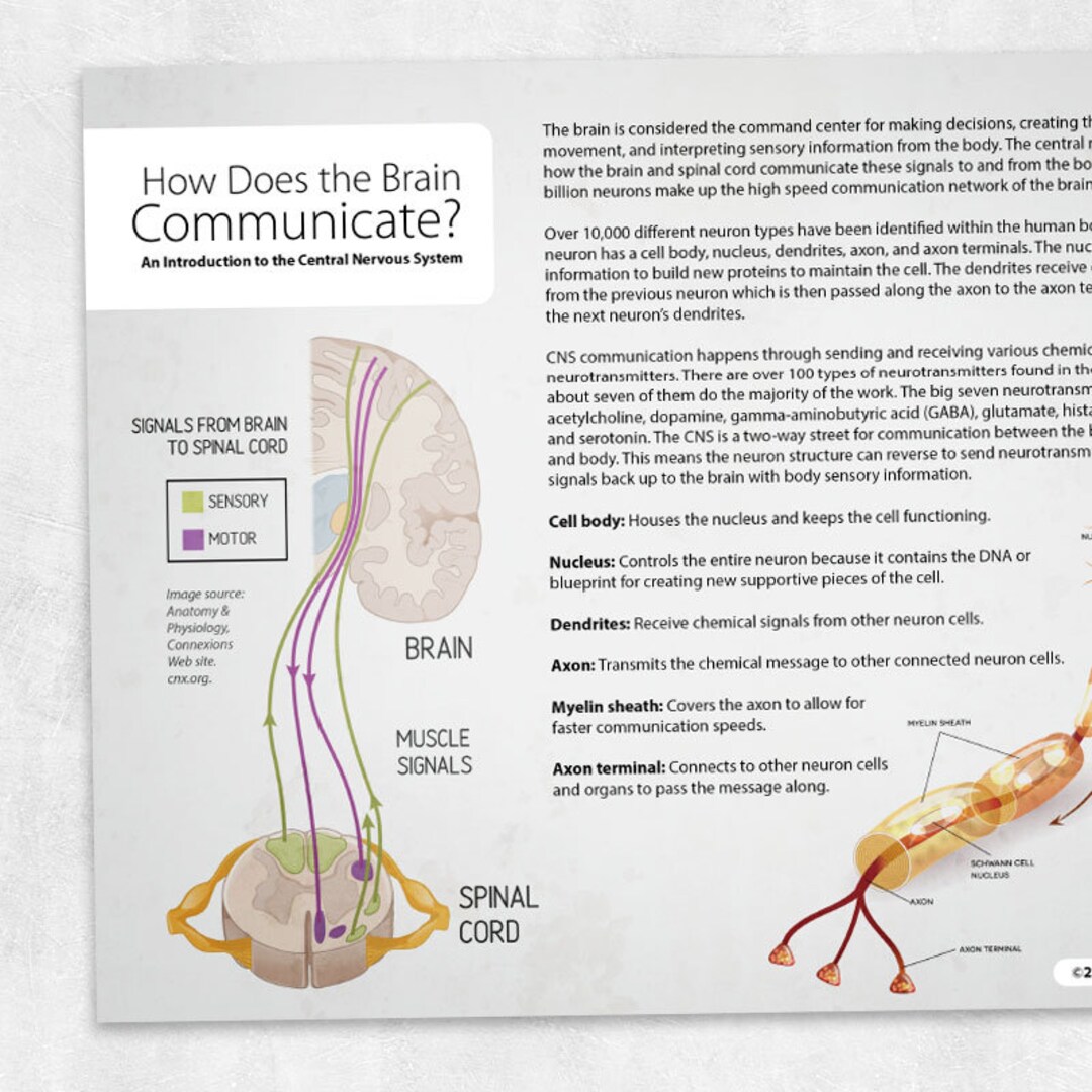Printable Resource How Does the Brain Communicate Introduction to the ...