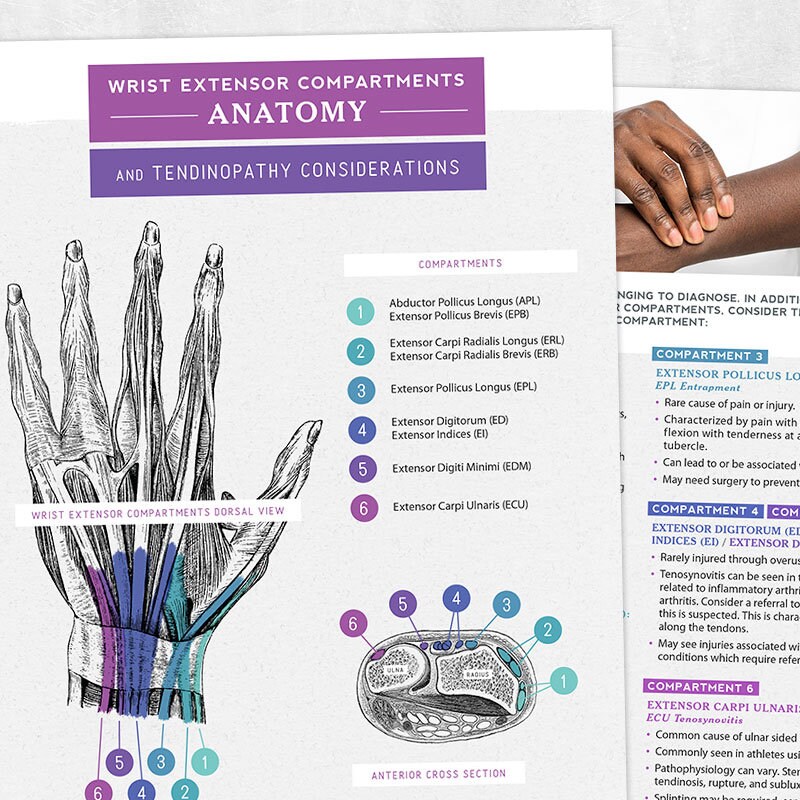 Printable Resource Wrist Extensor Compartments Anatomy and - Etsy