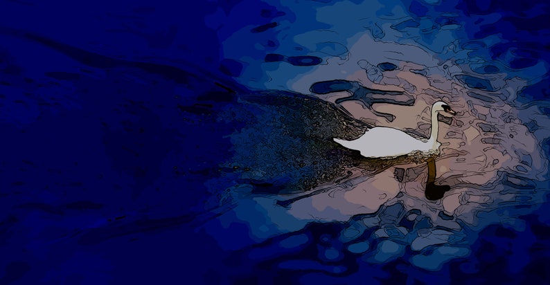 Swan Blue in the Morning - Etsy