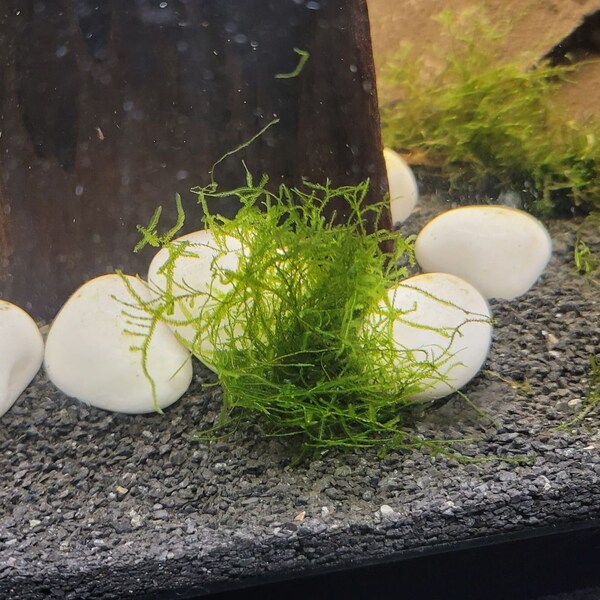 Java Moss - Etsy