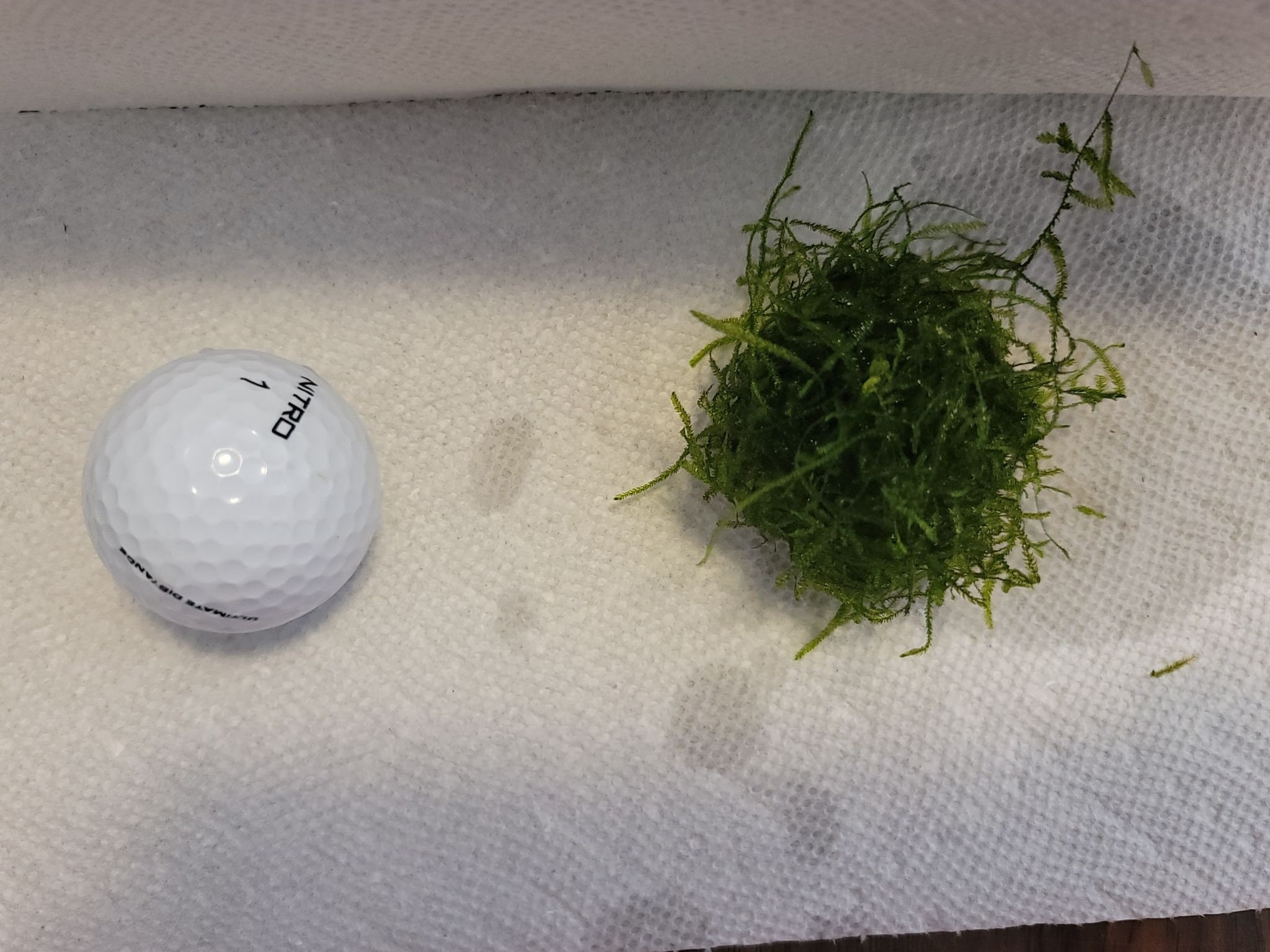 Java Moss golf Ball Sized Portion american Grown - Etsy