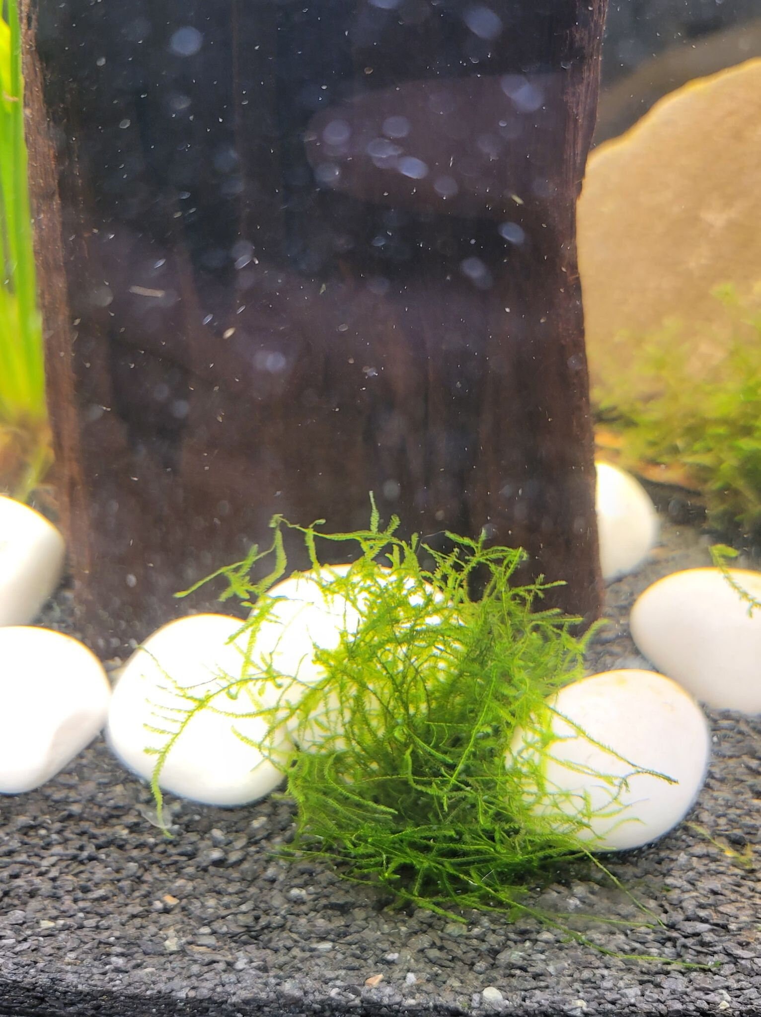 Java Moss golf Ball Sized Portion american Grown - Etsy