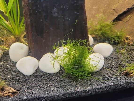 Java Moss golf Ball Sized Portion american Grown - Etsy