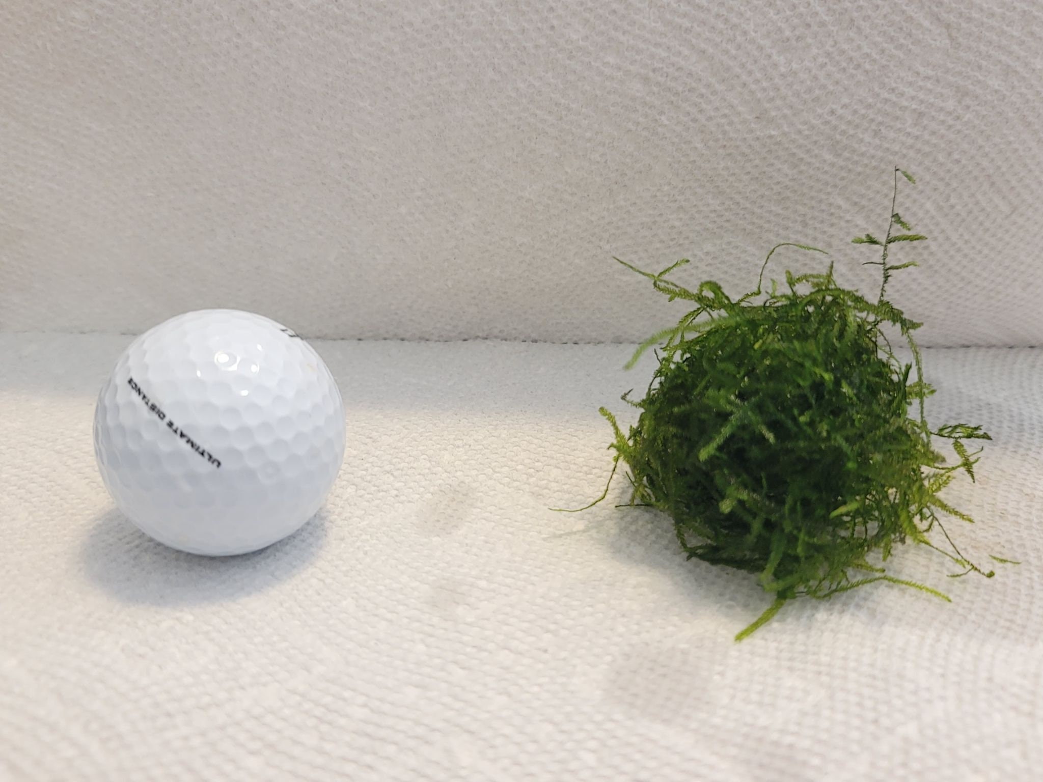 Java Moss golf Ball Sized Portion american Grown - Etsy