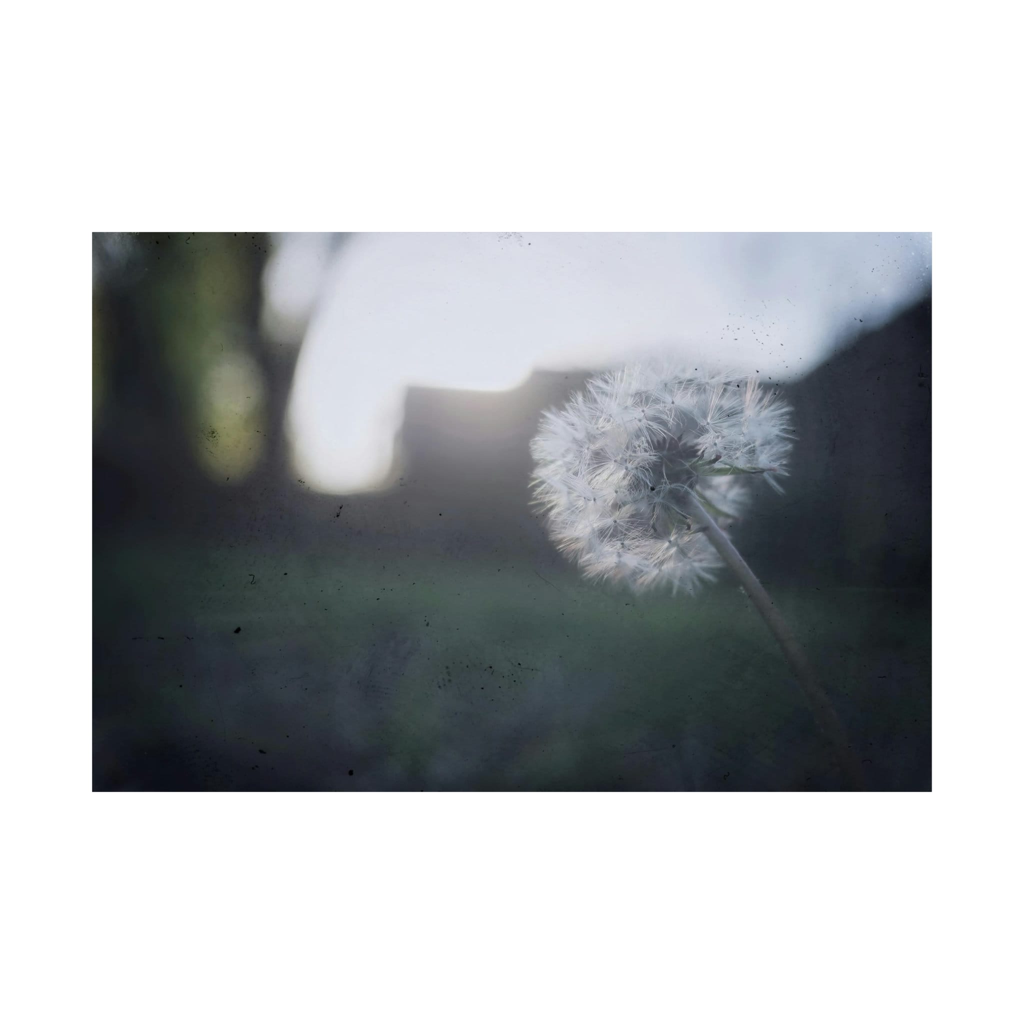Dandelion Poster, Museum Grade Poster, High Quality Photo Print of ...