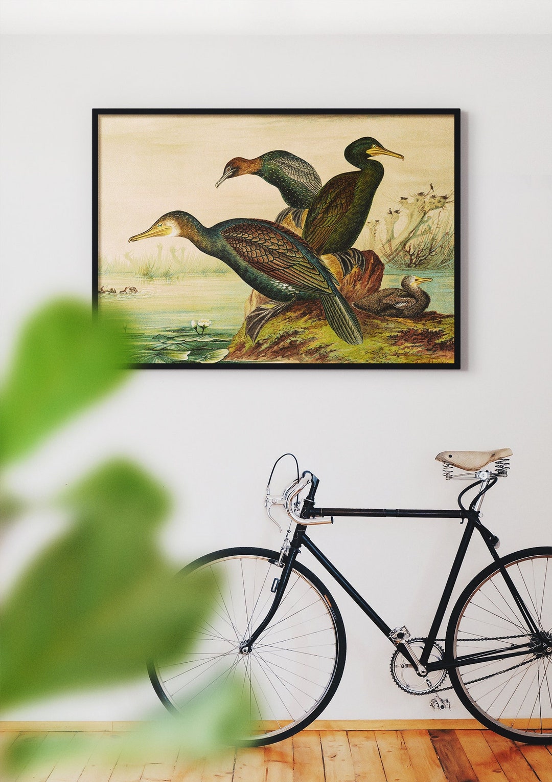 Giclee Museum Luxury Art Print Of: Phalacrocorax Pygmaeus by Johann ...