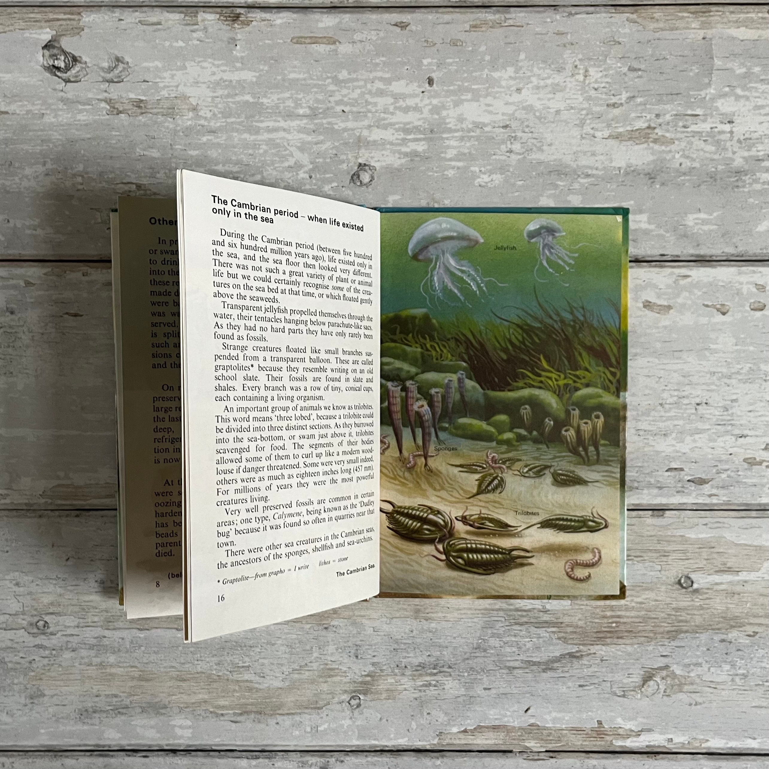 Ladybird Book Prehistoric Animals and Fossils Series 651 - Etsy