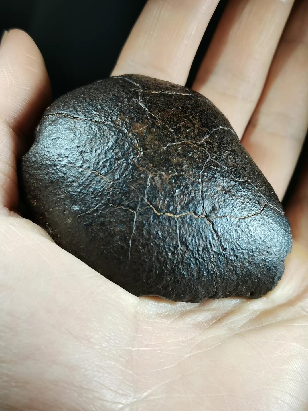 NWA Typical Oriented Meteorite/rare Oriented Meteorite With Flow Lines ...
