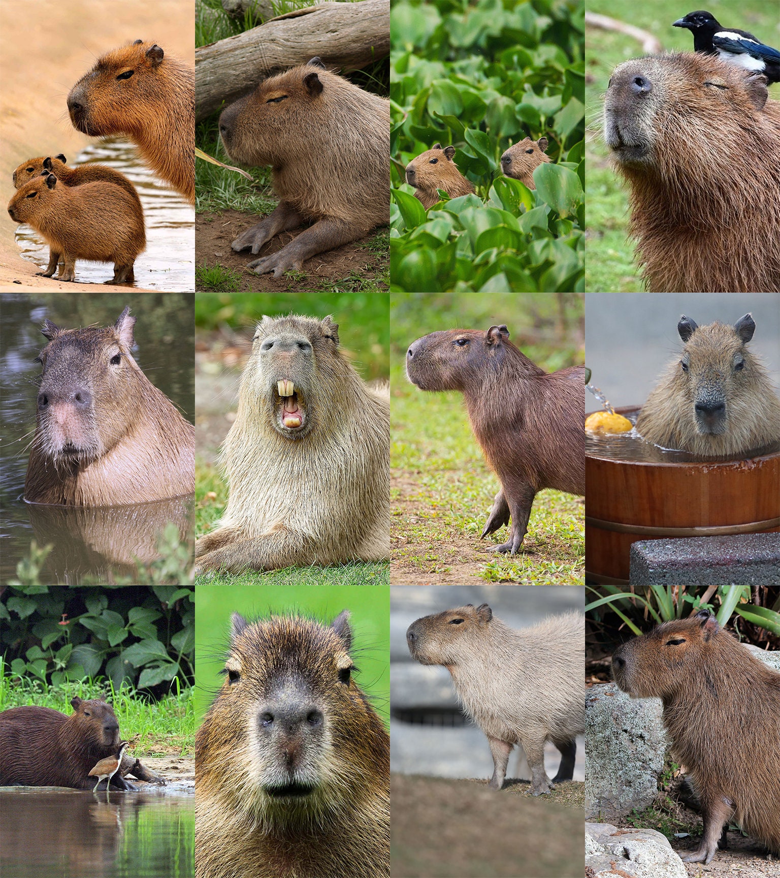 Wall Collage Kit 25 Pcs Capybara Photo Prints Set Dorm Decor for ...