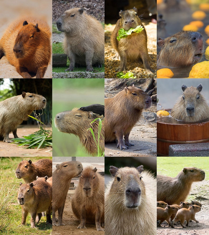 25 PCS Wall Collage Kit Capybara Photo Prints Dorm Decor for College ...