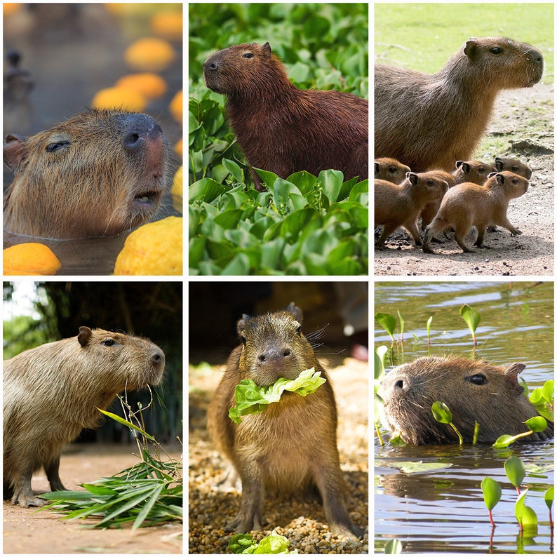25 PCS Wall Collage Kit Capybara Photo Prints Dorm Decor for College ...
