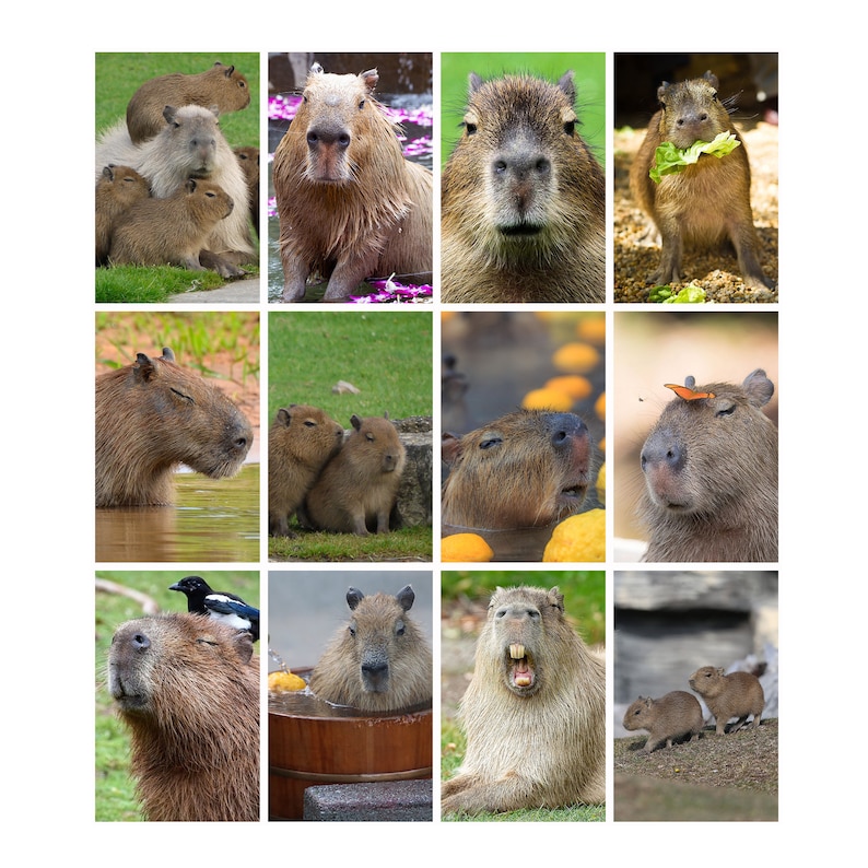 45 PCS Wall Collage Kit Capybara Photo Prints College - Etsy Denmark