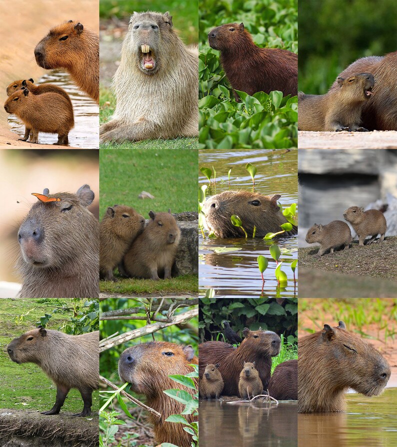 25 PCS Wall Collage Kit Capybara Photo Prints Dorm Decor for College ...