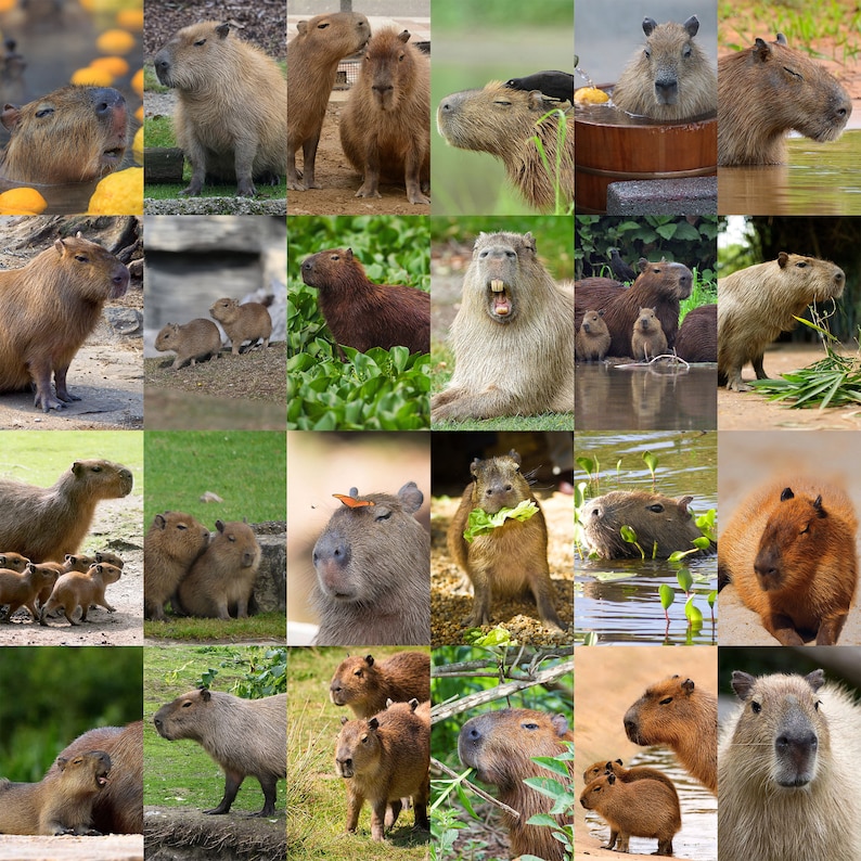 25 PCS Wall Collage Kit Capybara Photo Prints Dorm Decor for - Etsy