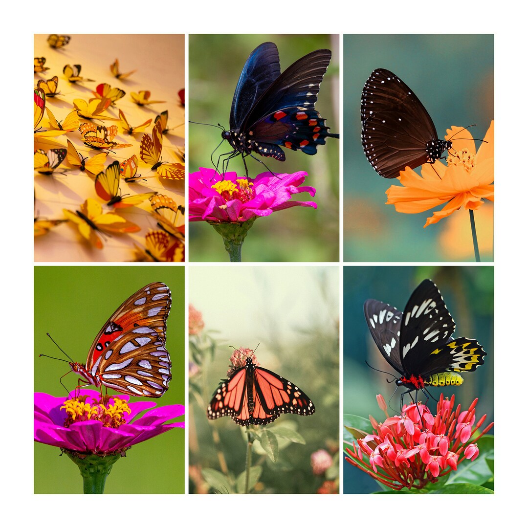 Butterfly Wall Collage Kit 75 PCS Calming Nature Art College Apartment ...