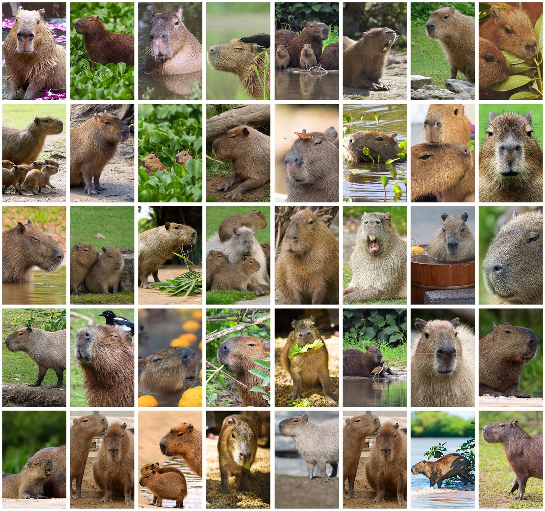 Capybara Photo Prints Wall Collage Kit 45 PCS College Apartment Decor ...