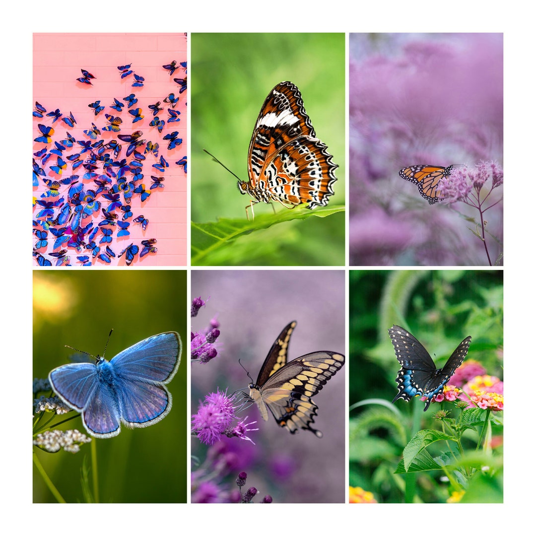 Butterfly Wall Collage Kit 75 PCS Dorm Decor for College Girls ...