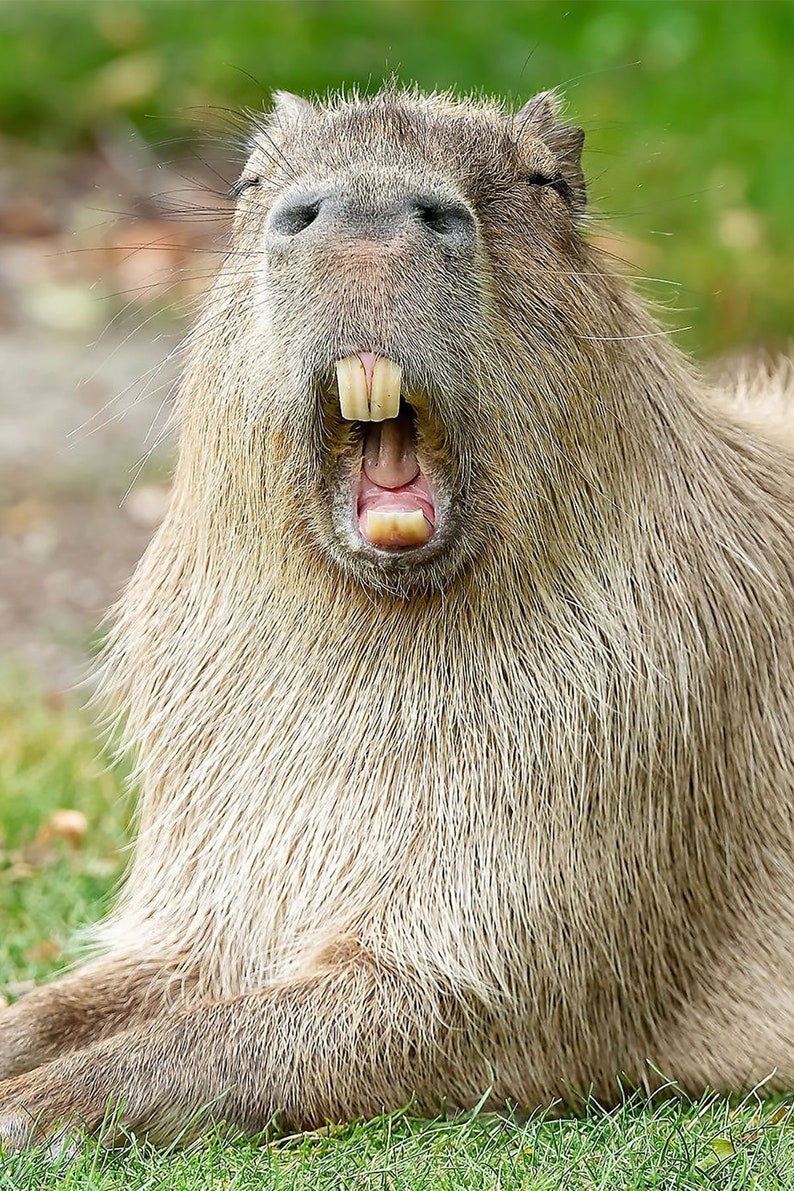 25 PCS Wall Collage Kit Capybara Photo Prints Dorm Decor for College ...