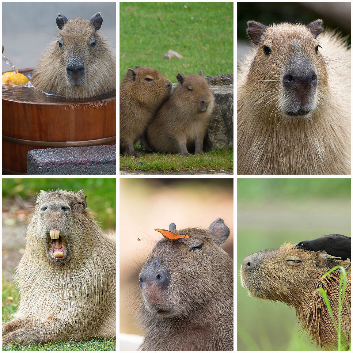 25 PCS Wall Collage Kit Capybara Photo Prints Dorm Decor for College ...
