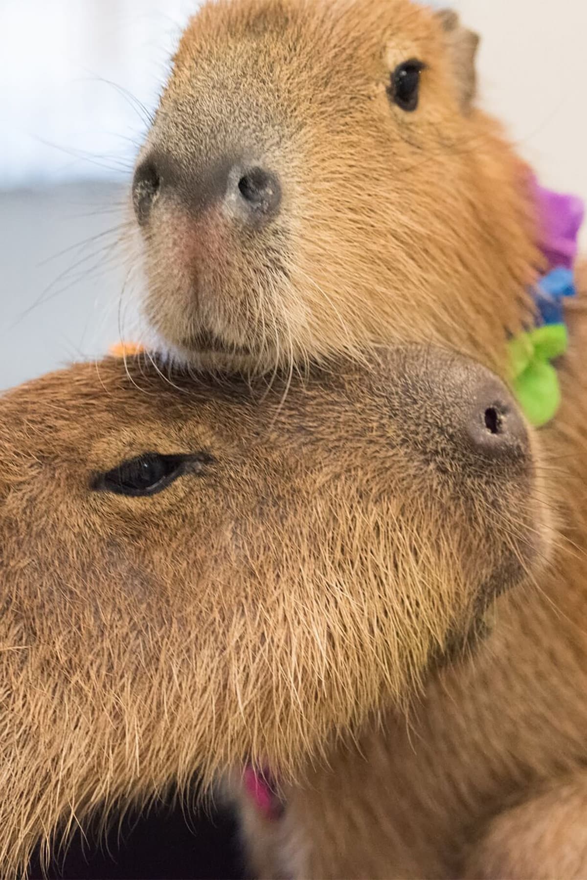 Wall Collage Kit 25 Pcs Capybara Photo Prints Set Dorm Decor for ...