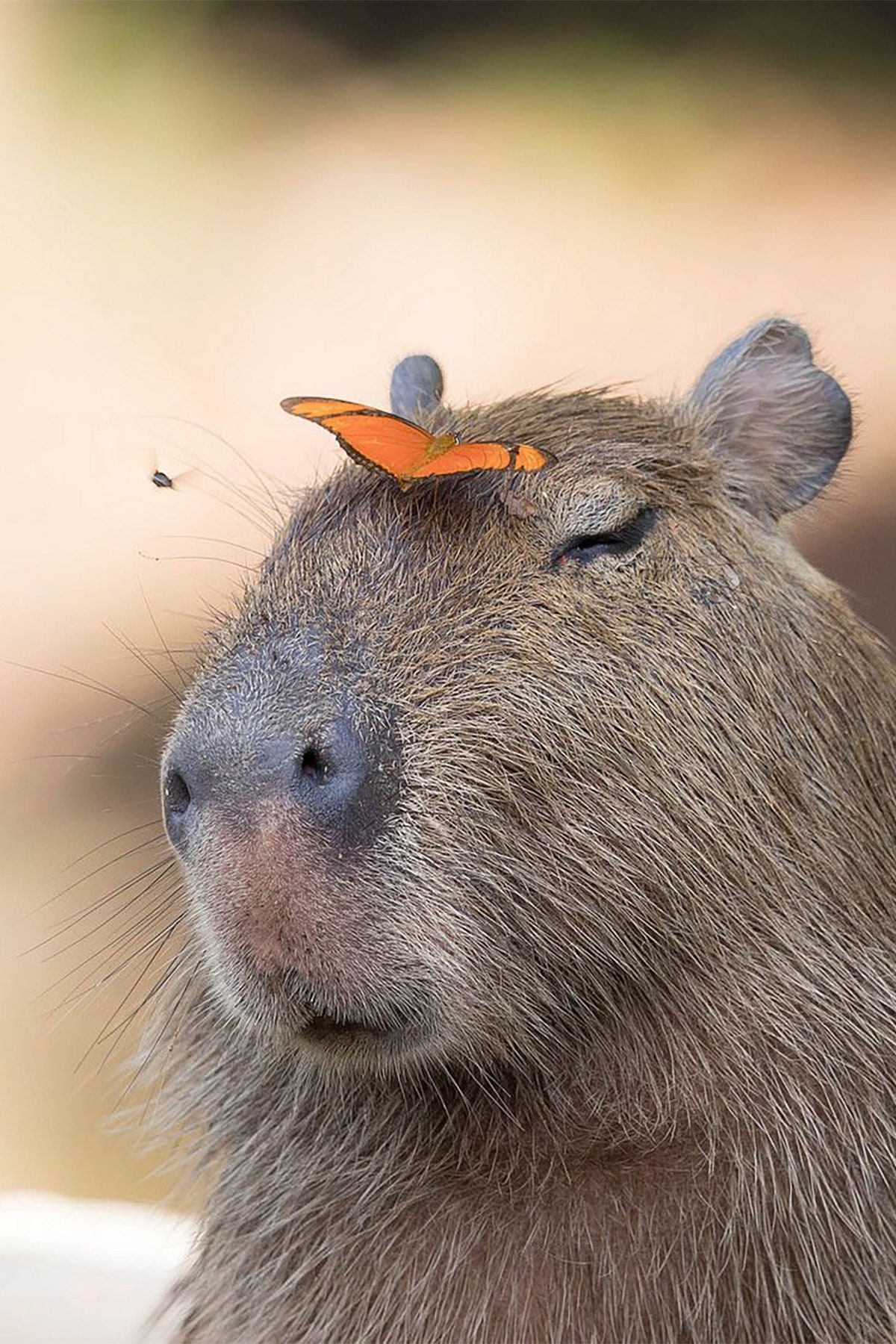 Wall Collage Kit 25 Pcs Capybara Photo Prints Set Dorm Decor for ...