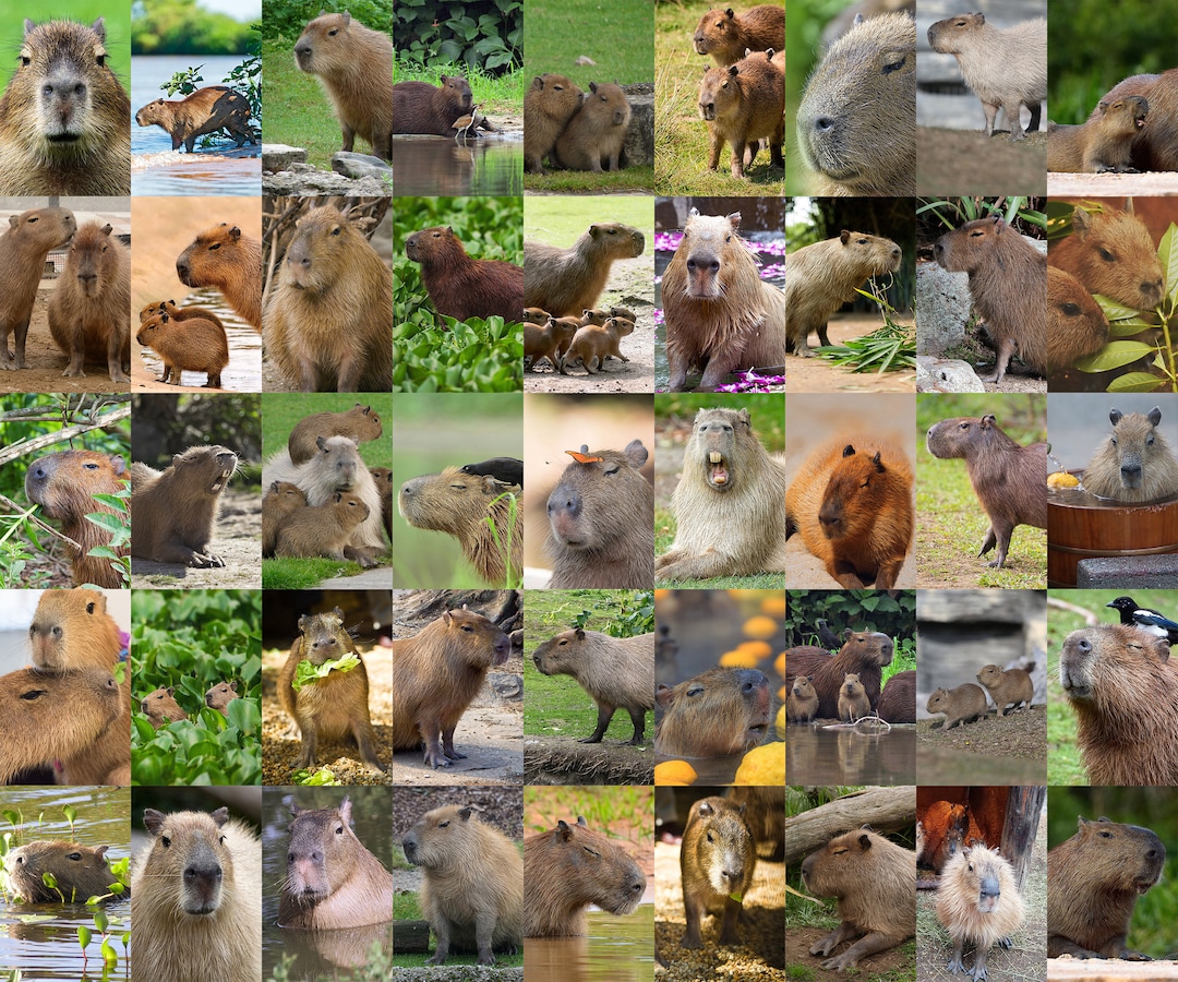 Capybara Wall Collage Kit 45 Pcs Room Decor for Teens Girl - Etsy UK