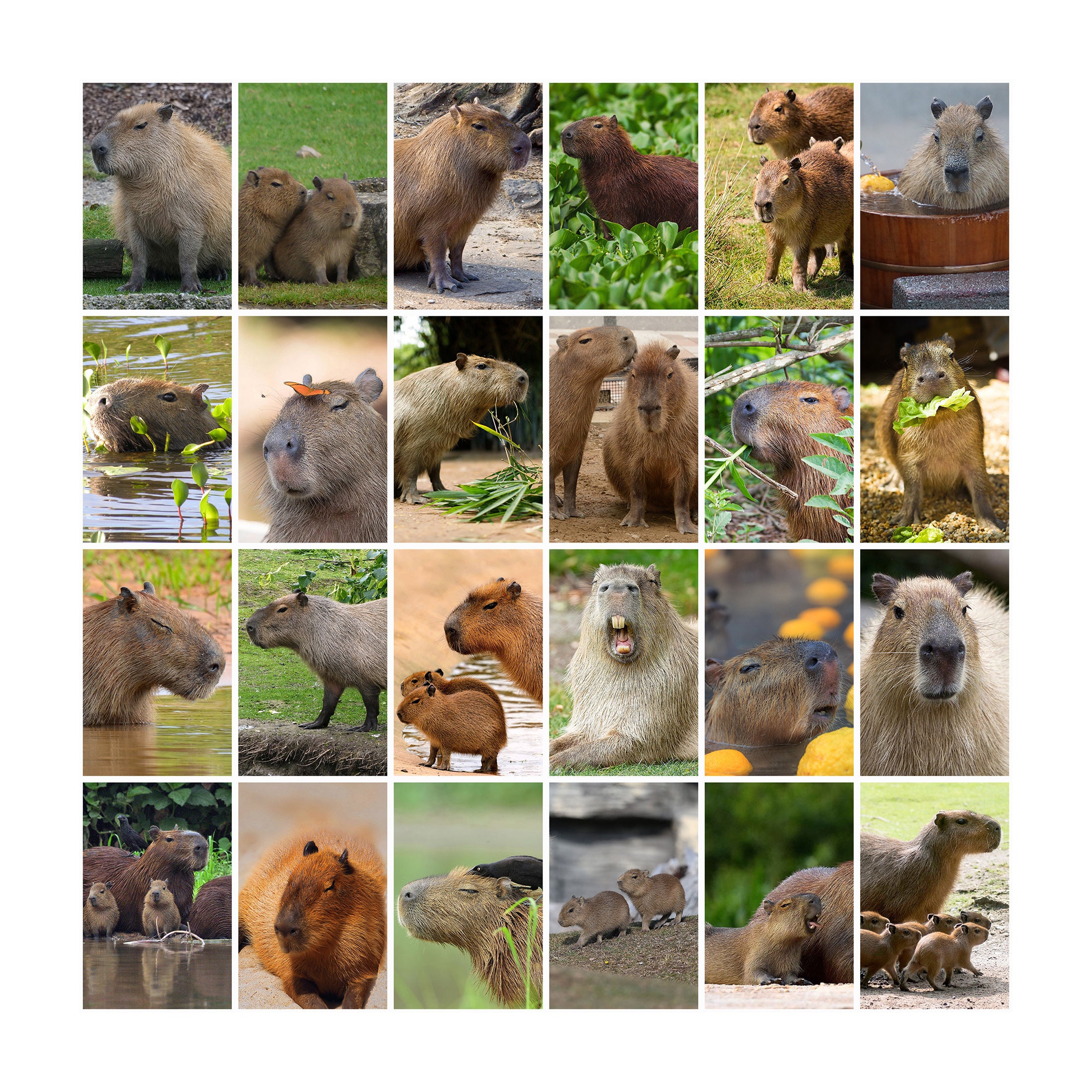 25 PCS Wall Collage Kit Capybara Photo Prints Dorm Decor for College ...