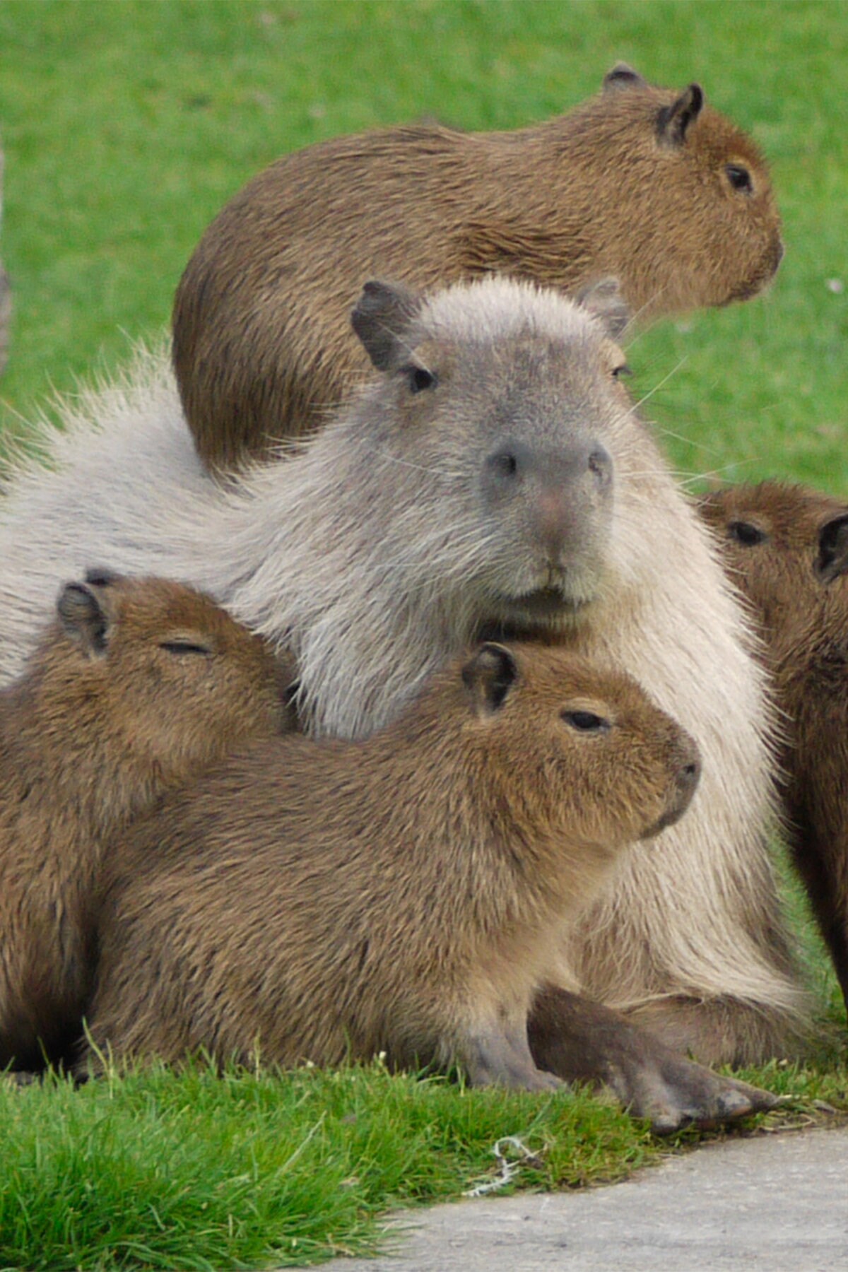 Wall Collage Kit 25 Pcs Capybara Photo Prints Set Dorm Decor for ...
